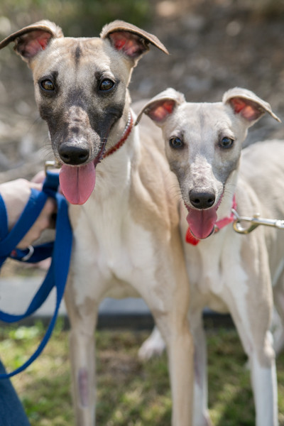 Jaz - Medium Female Whippet Dog in QLD - PetRescue