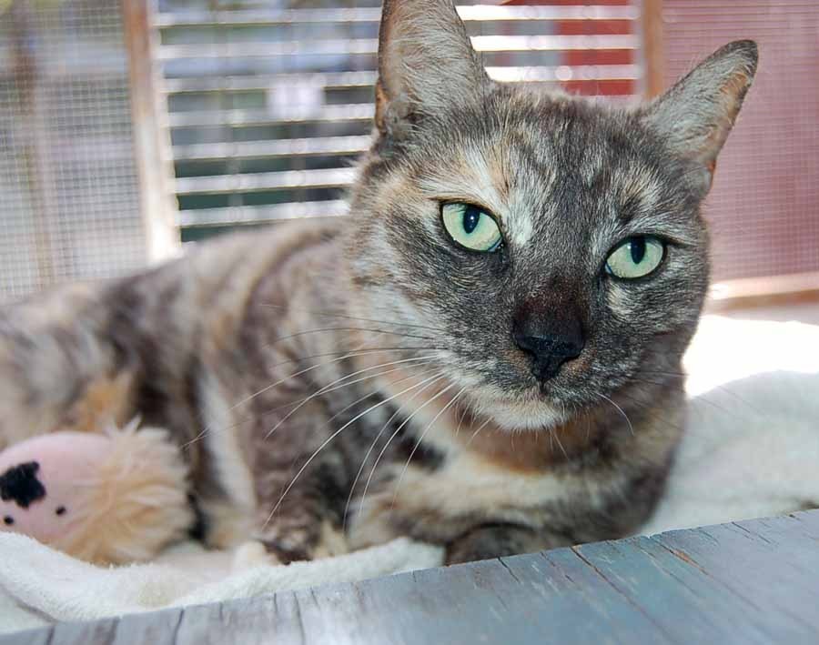 keno - Female Domestic Short Hair Mix Cat in QLD - PetRescue