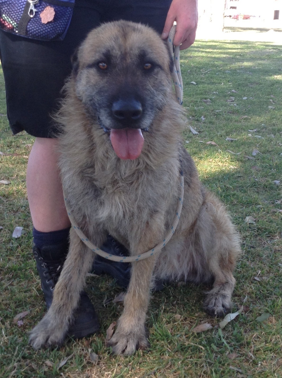Bear - Large Male German Shepherd x Irish Wolfhound Mix Dog in QLD ...