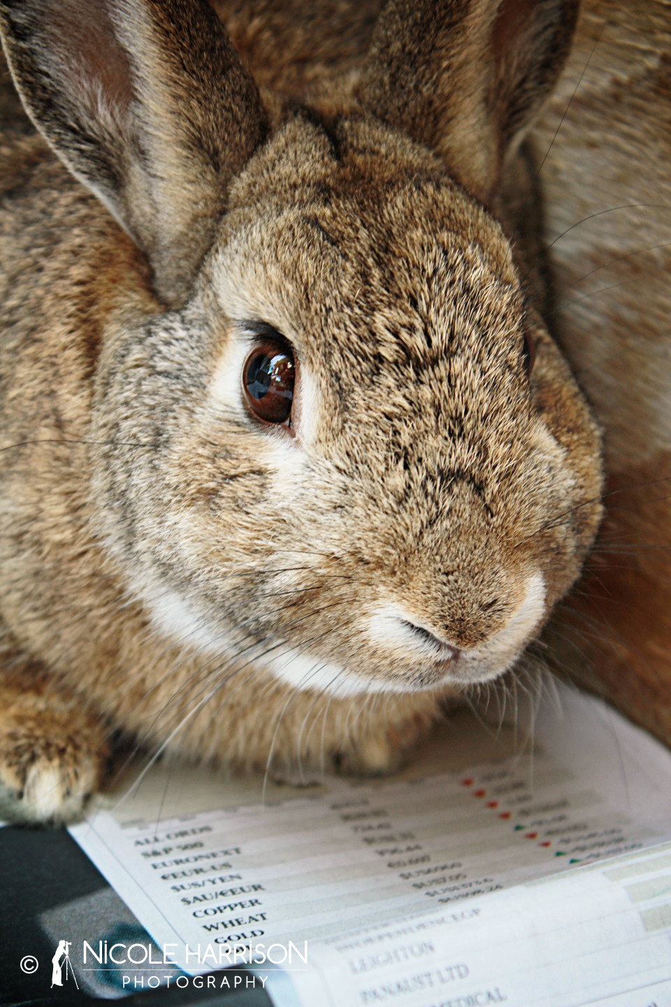 Peta Rabbit - Male Mix Rabbit in NSW - PetRescue