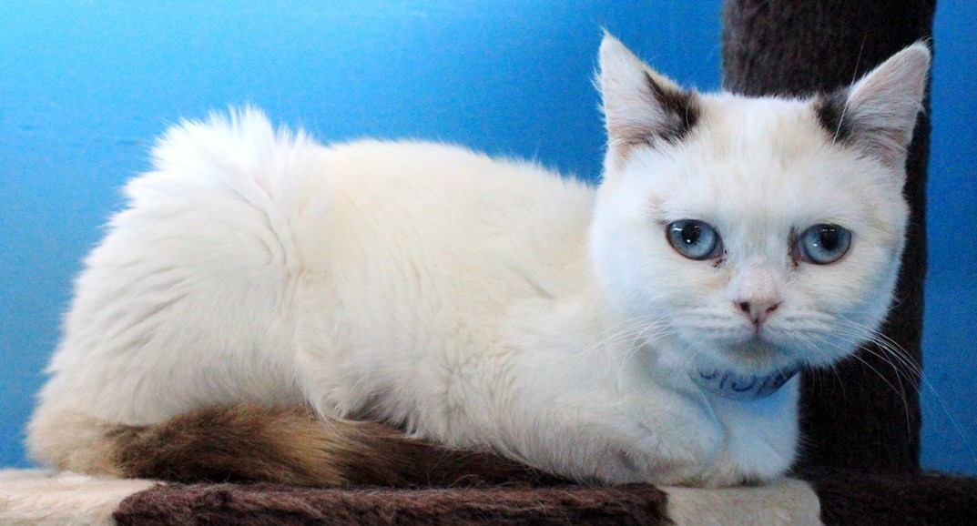 Kailani - Female Domestic Short Hair x Snowshoe Mix Cat in ACT - PetRescue