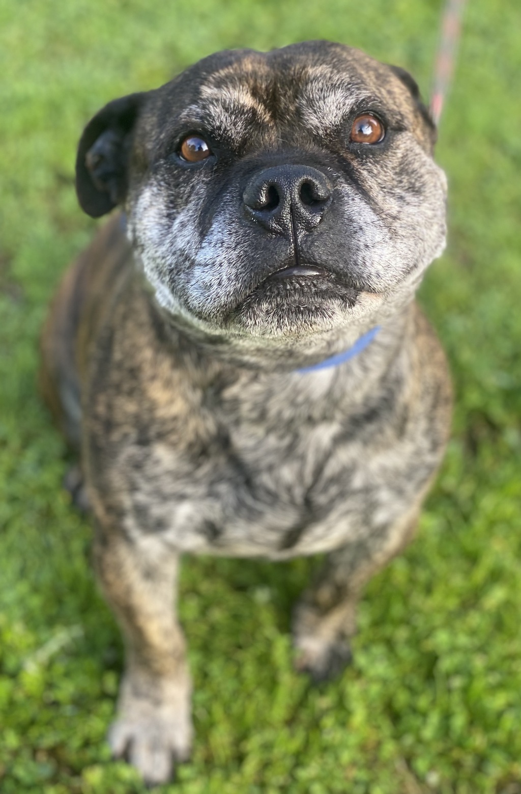 Loki - Medium Male British Bulldog x Staffordshire Bull Terrier Mix Dog in VIC - PetRescue