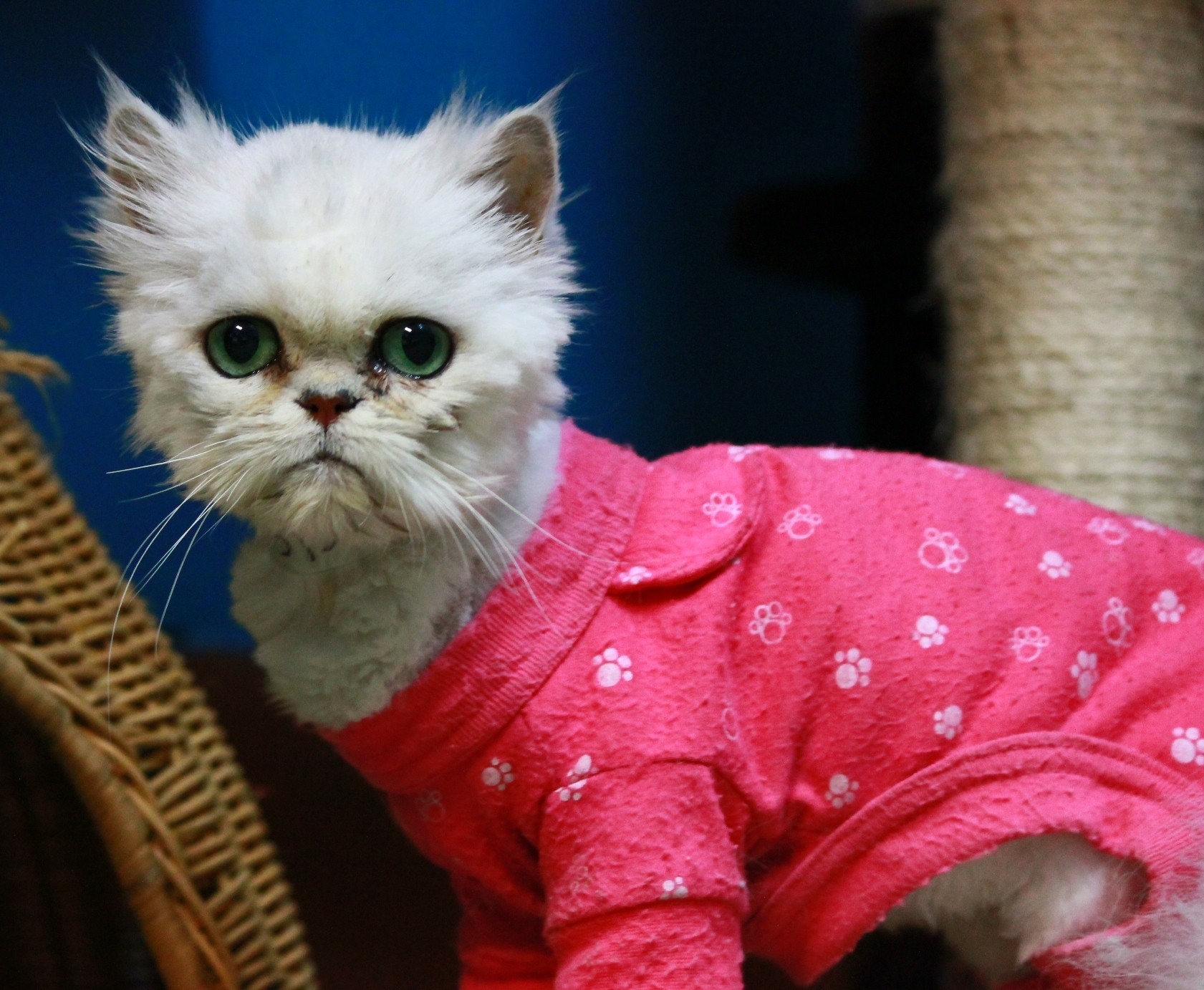 Bella - Female Chinchilla x Persian Mix Cat in ACT - PetRescue