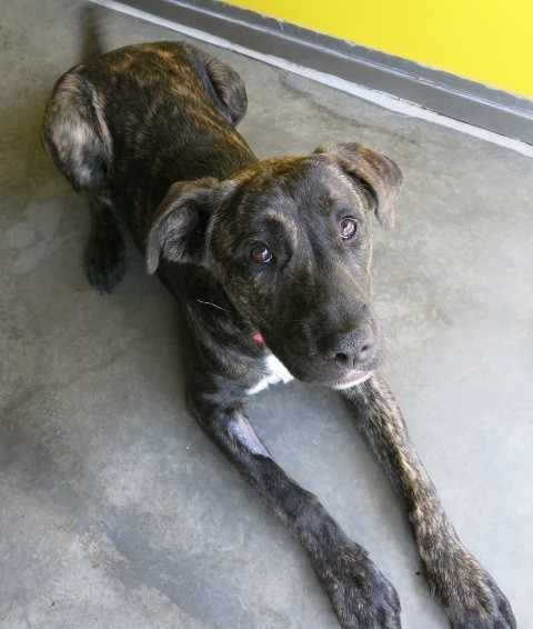 Gandalf - Large Male Bull Arab x Dutch Shepherd x Labrador Retriever ...
