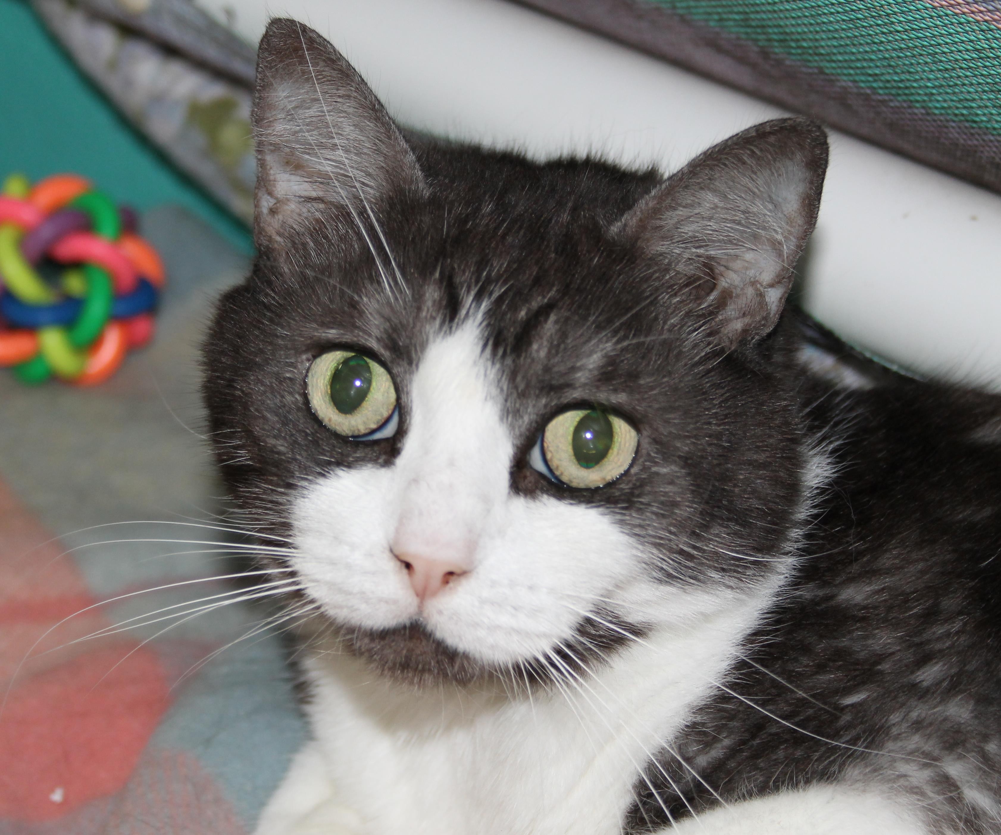Chelsie - Female Domestic Short Hair x Manx Mix Cat in QLD - PetRescue