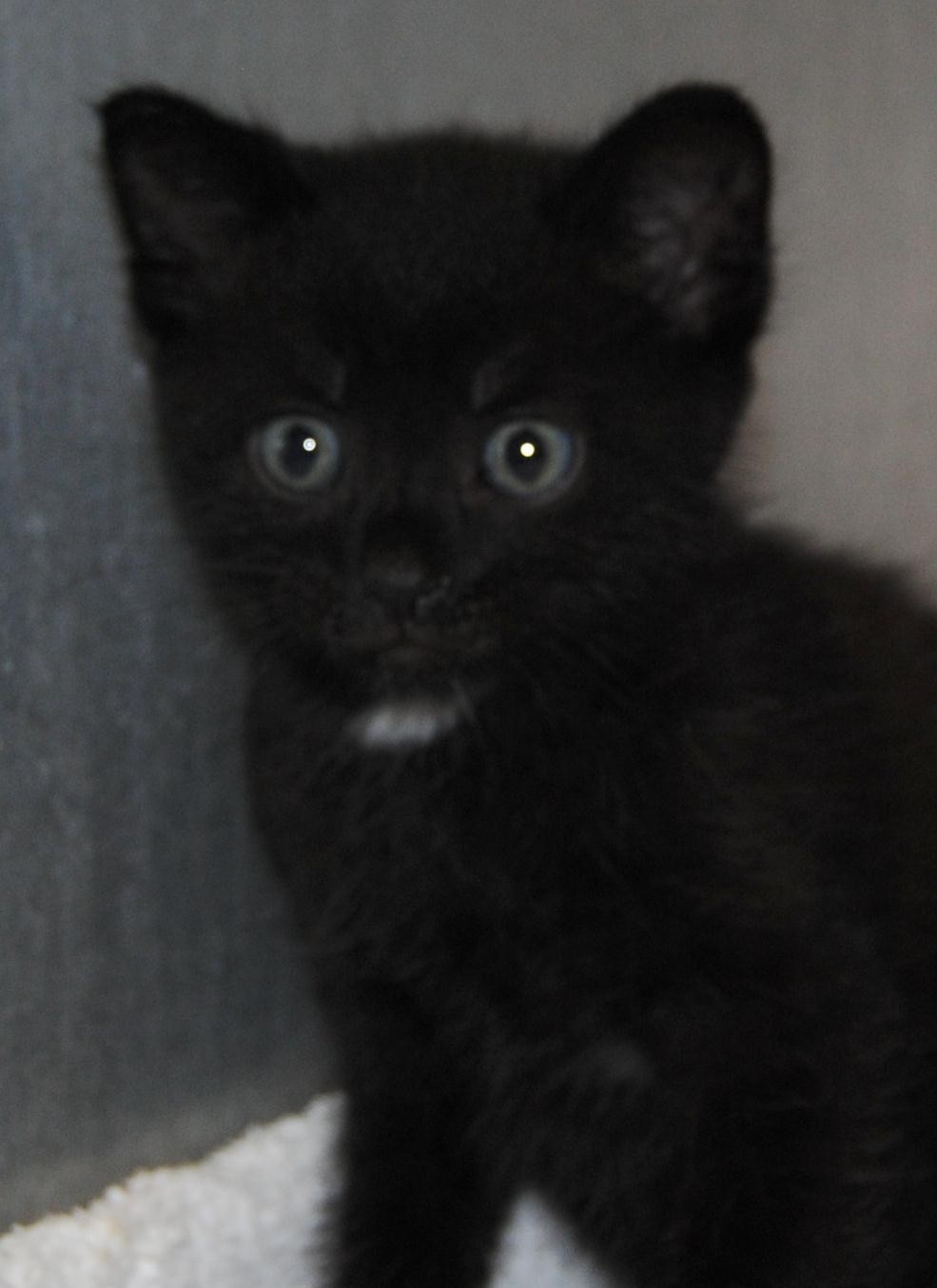 Simmy - Male Domestic Short Hair Mix Cat in QLD - PetRescue