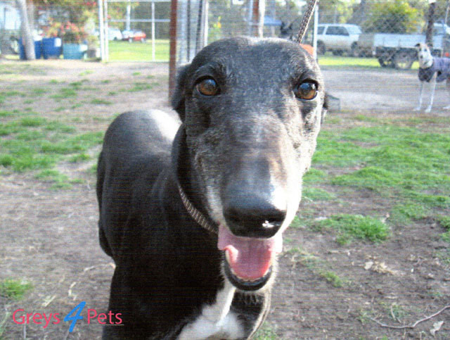 Tineka - Small Female Greyhound Dog in QLD - PetRescue
