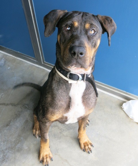 Cola - Large Female Mastiff x Louisiana Catahoula Leopard Dog Mix Dog ...