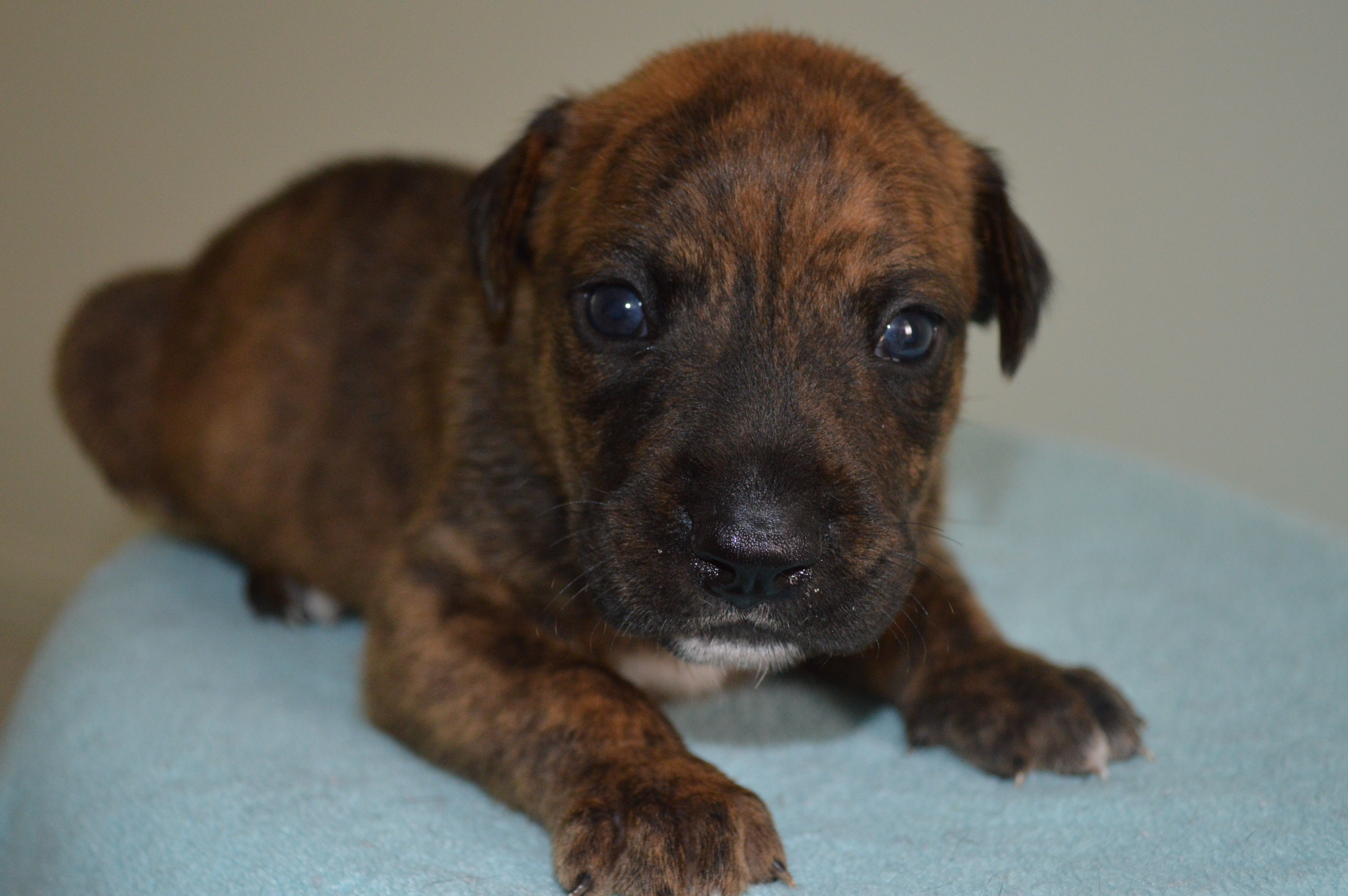 Pumba - Medium Male Mix Dog in QLD - PetRescue