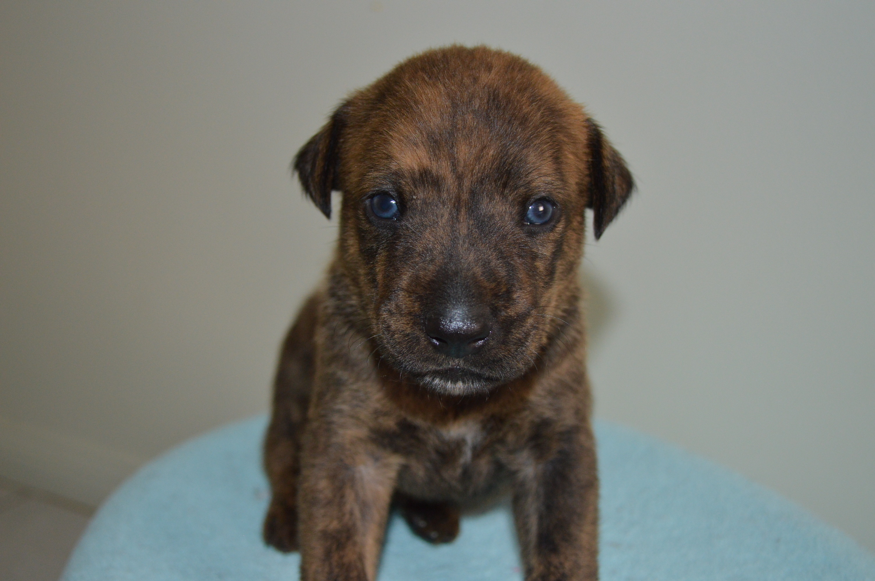 Oz - Medium Male Mastiff x Staffy x Cattle Dog Mix Dog in QLD - PetRescue