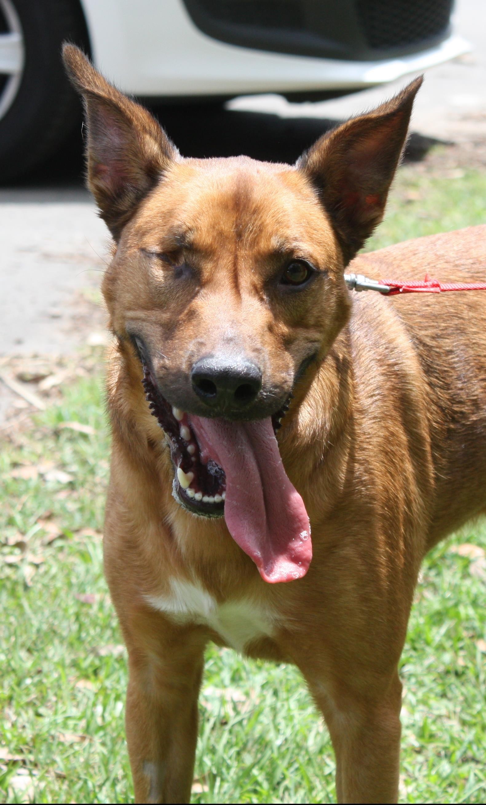 Rusty - Medium Male Rhodesian Ridgeback x Australian Kelpie Mix Dog in ...