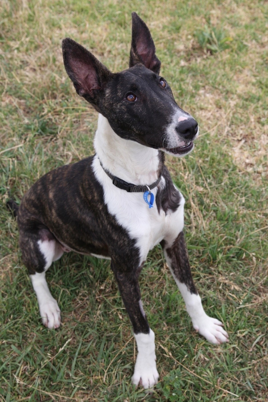 Chilli - Medium Female Bull Terrier x Greyhound Mix Dog in NSW - PetRescue