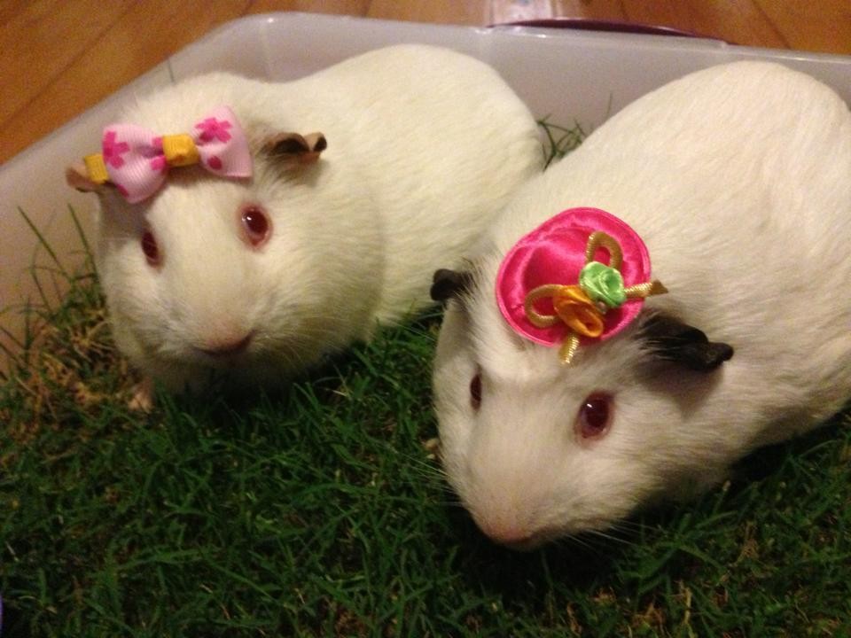 Misha and Tinka - Female Short-hair Himalayan Guinea Pig in QLD - PetRescue