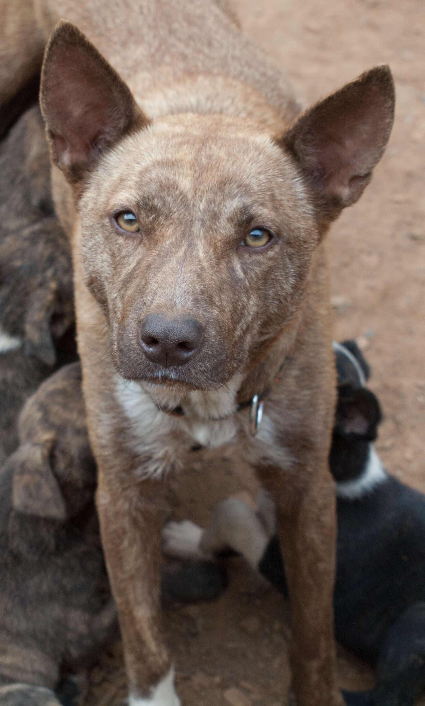 Ky - Medium Female Koolie Cross Dog in NSW - PetRescue