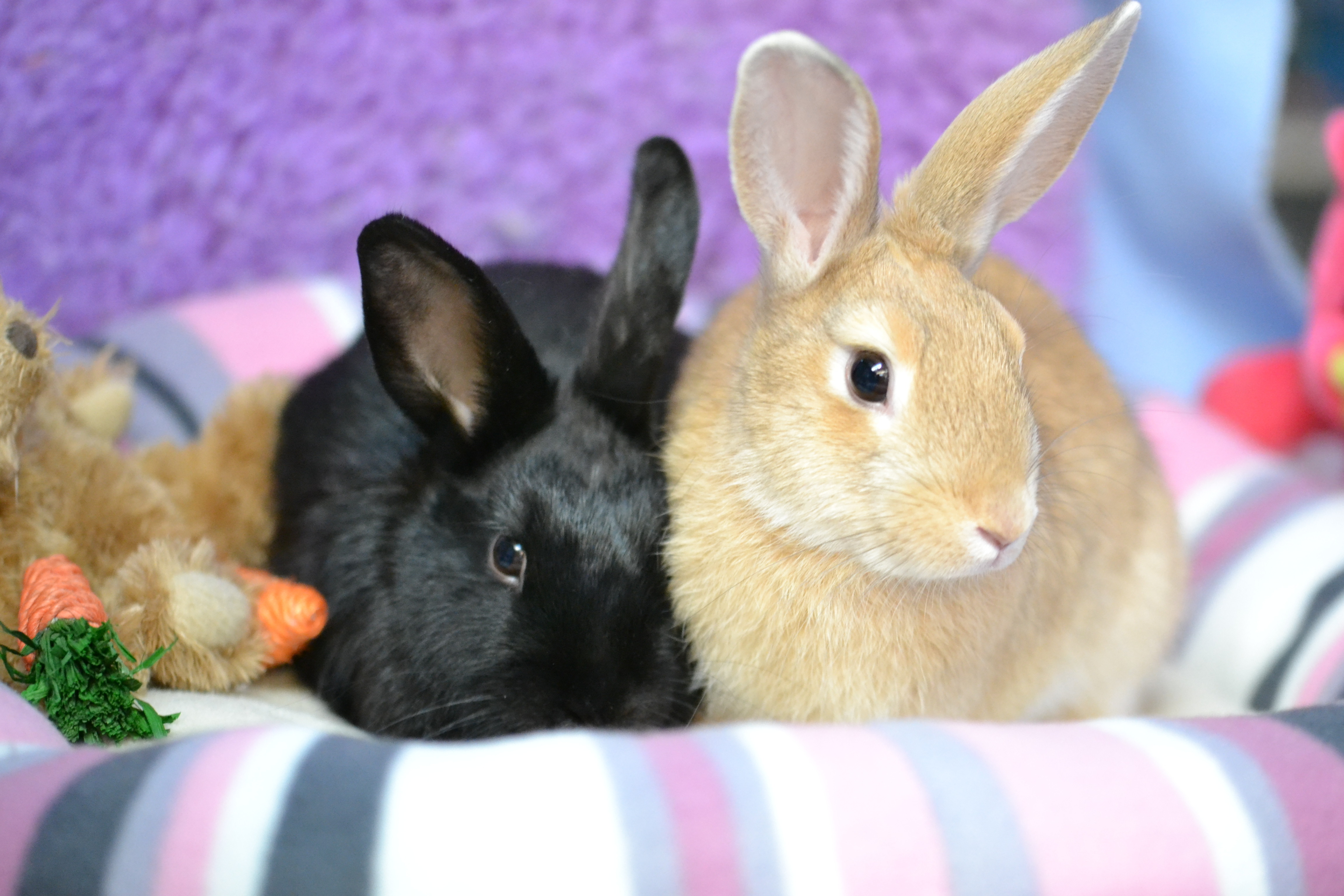 Brooke & Denver - Male Rabbit in VIC - PetRescue