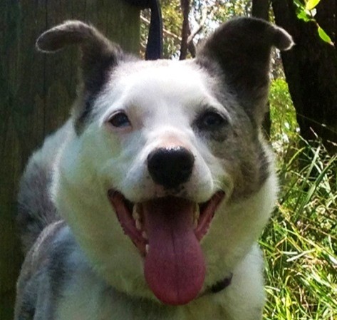 Lacey - Medium Female Border Collie x Koolie Dog in VIC - PetRescue