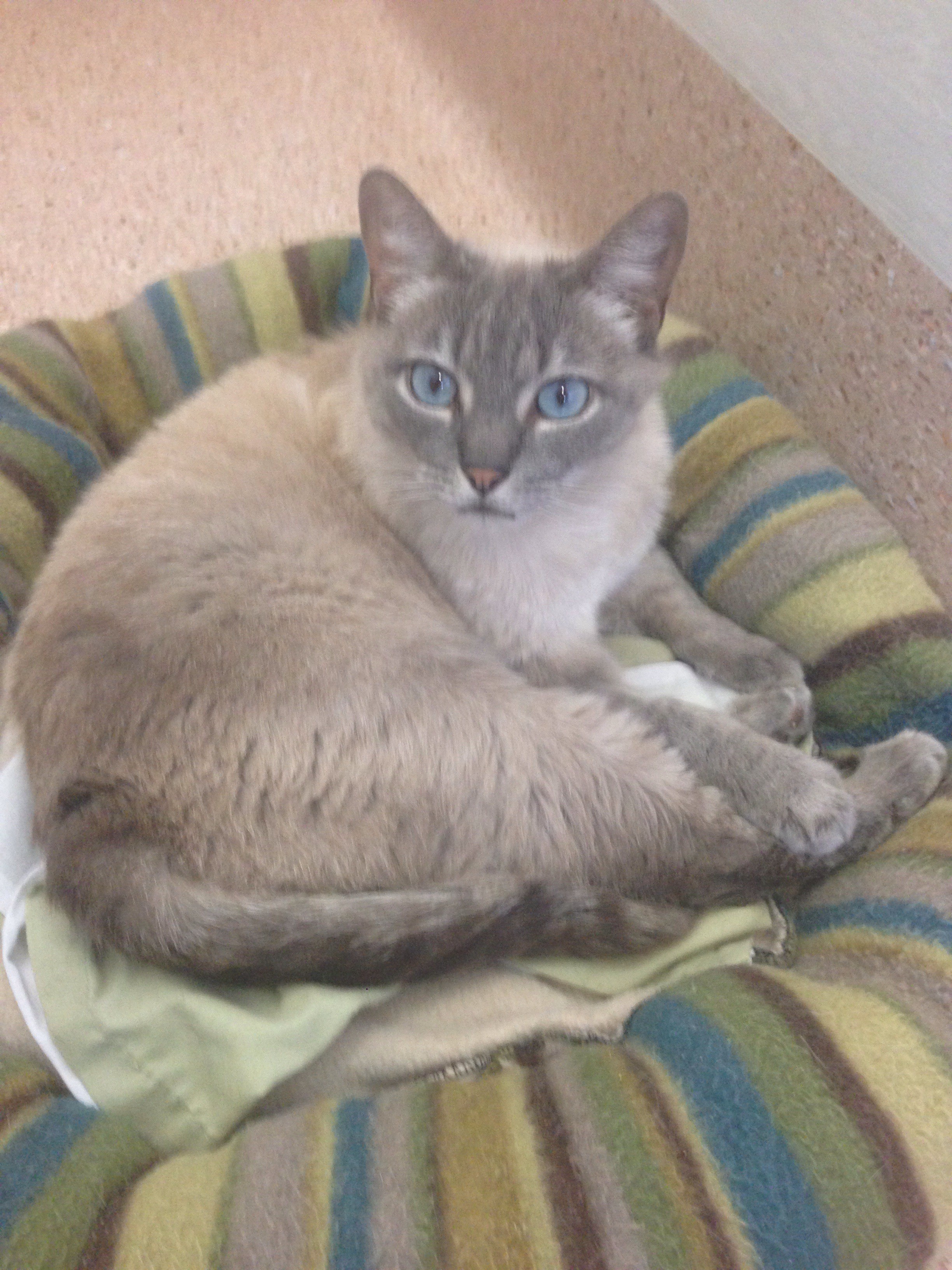 Minx - Female Birman x Ragdoll Mix Cat in NSW - PetRescue