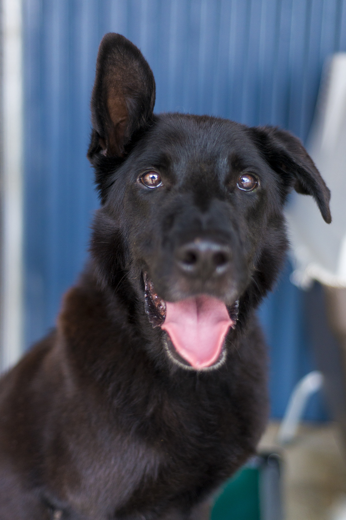 Chase - Medium Male German Shepherd x Labrador Retriever Mix Dog in QLD ...