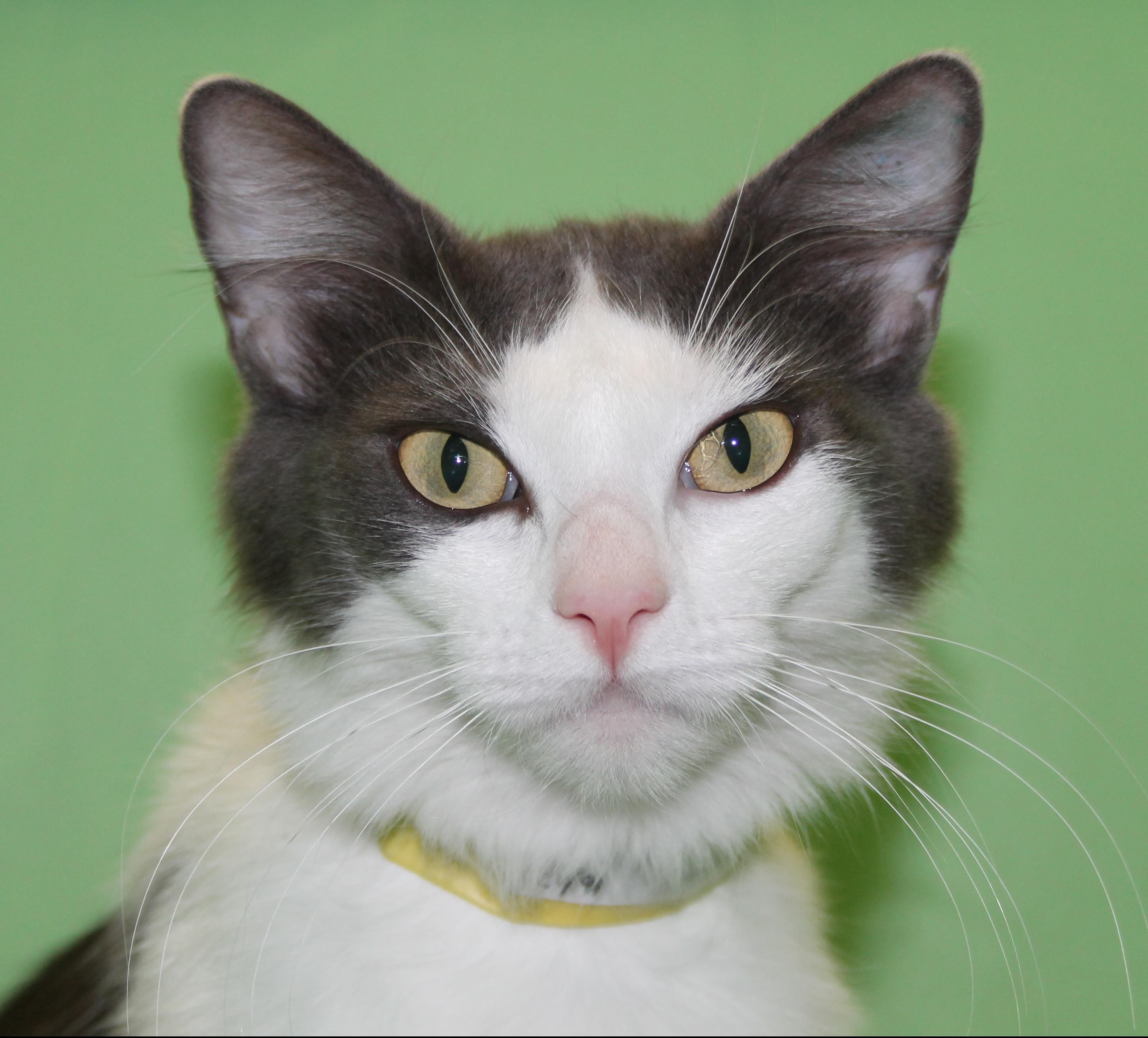 Cinderella - Female Domestic Medium Hair Mix Cat in QLD - PetRescue
