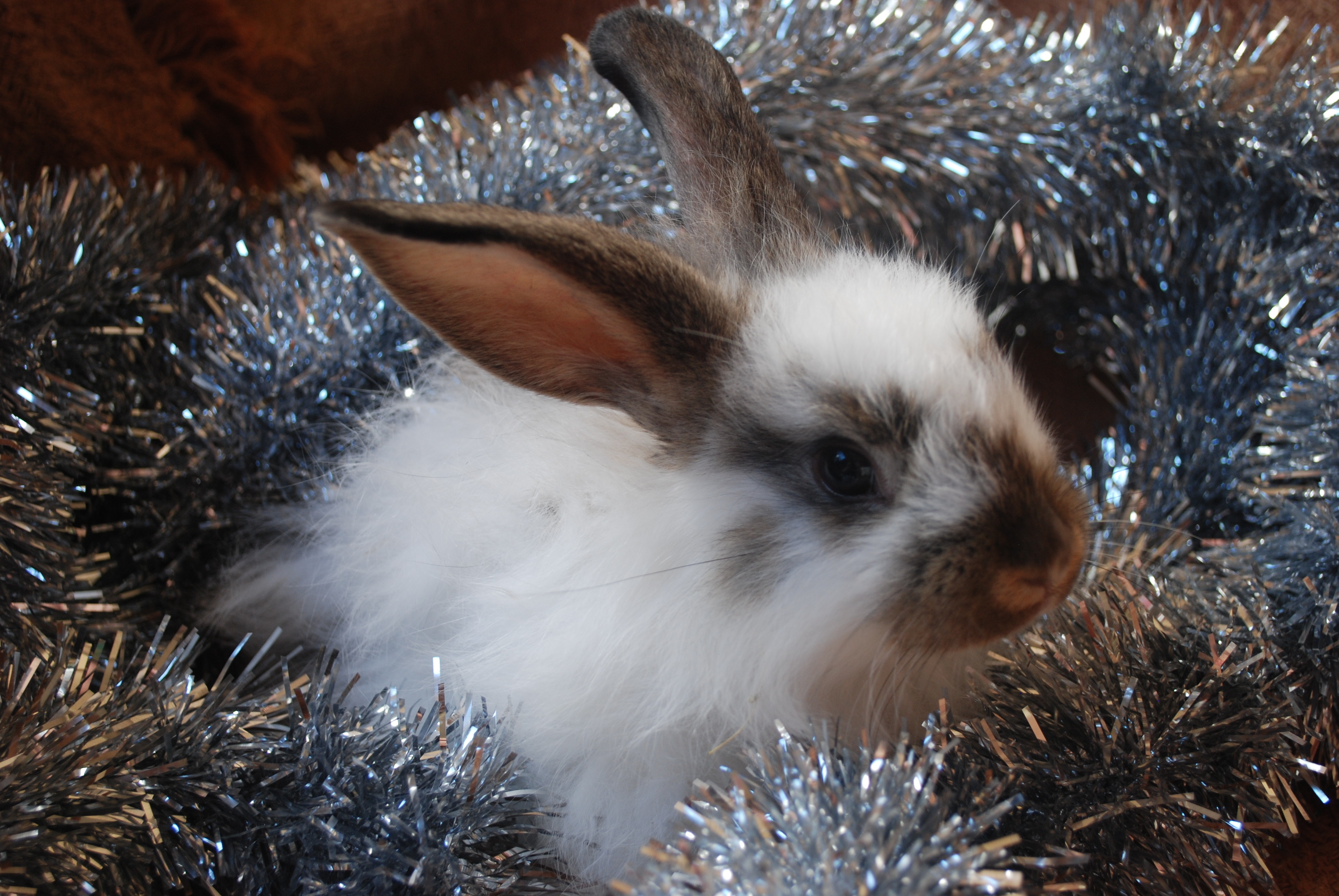 Sparkle - Male Cashmere Rabbit in NSW - PetRescue