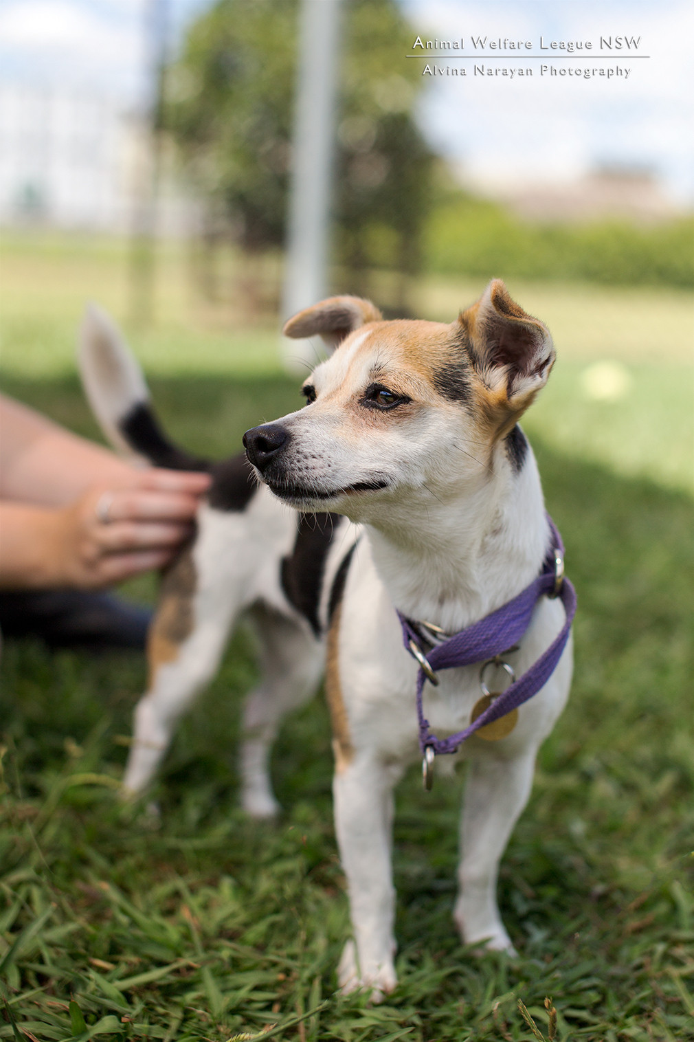 Lola - Small Female Mini Foxy Mix Dog in NSW - PetRescue