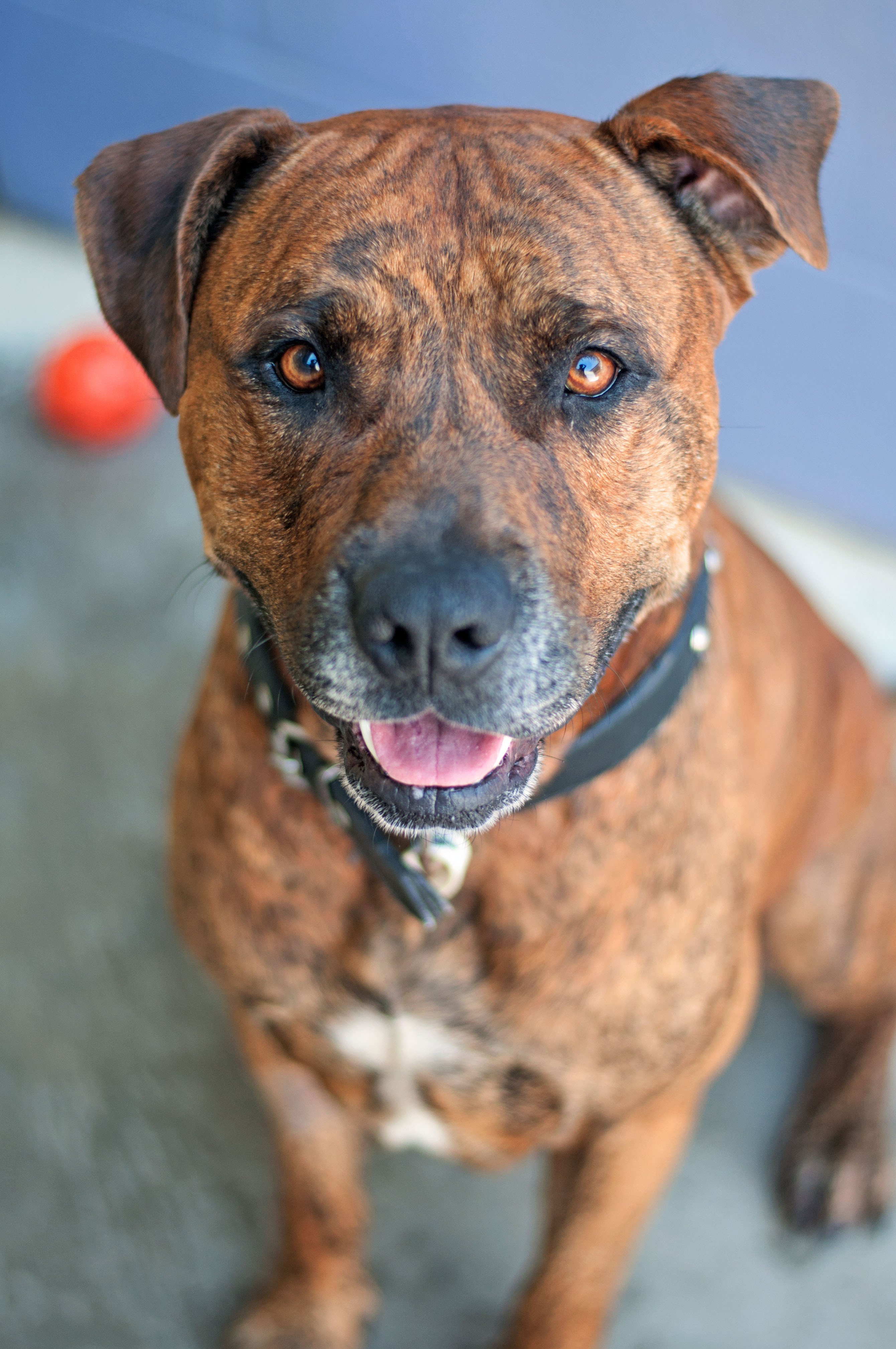 Jeddi - Large Male Boxer x Staffordshire Bull Terrier Mix Dog in QLD ...