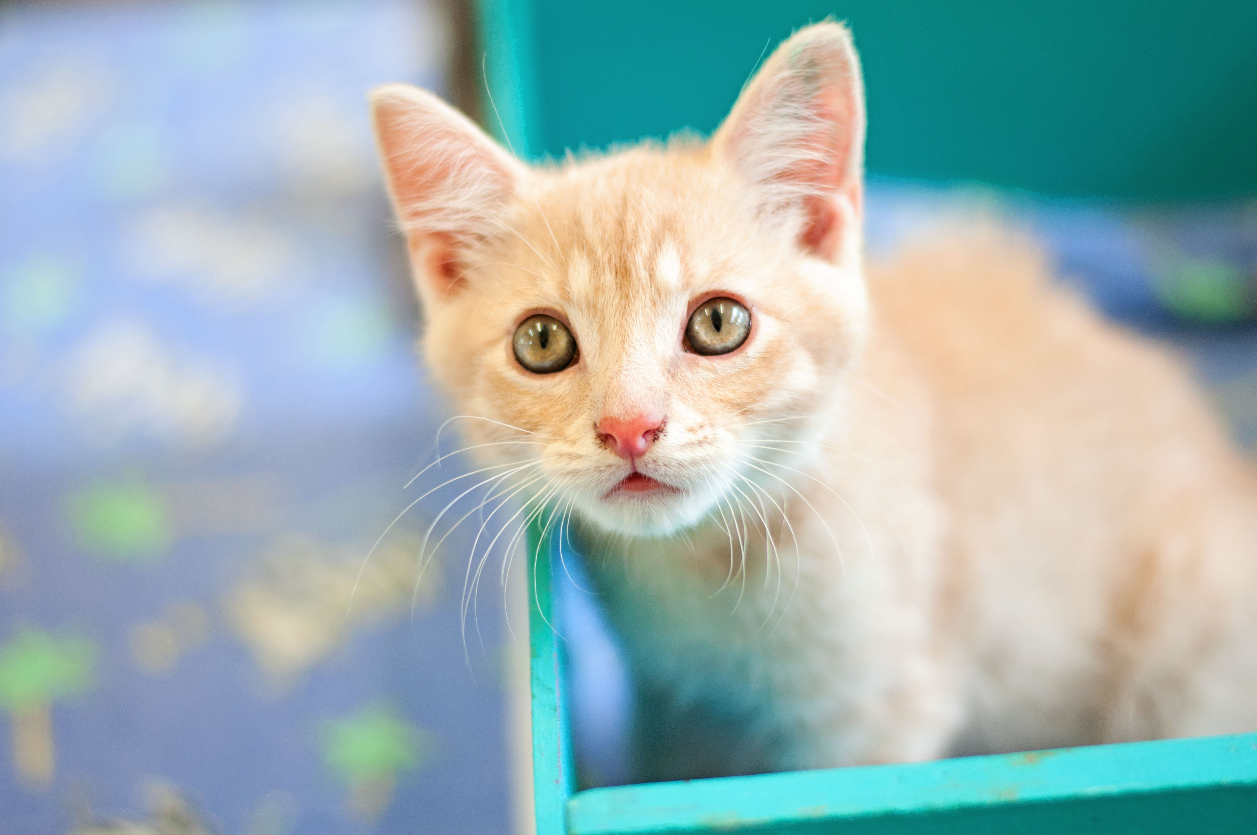 Henry - Male Domestic Short Hair Mix Cat in QLD - PetRescue