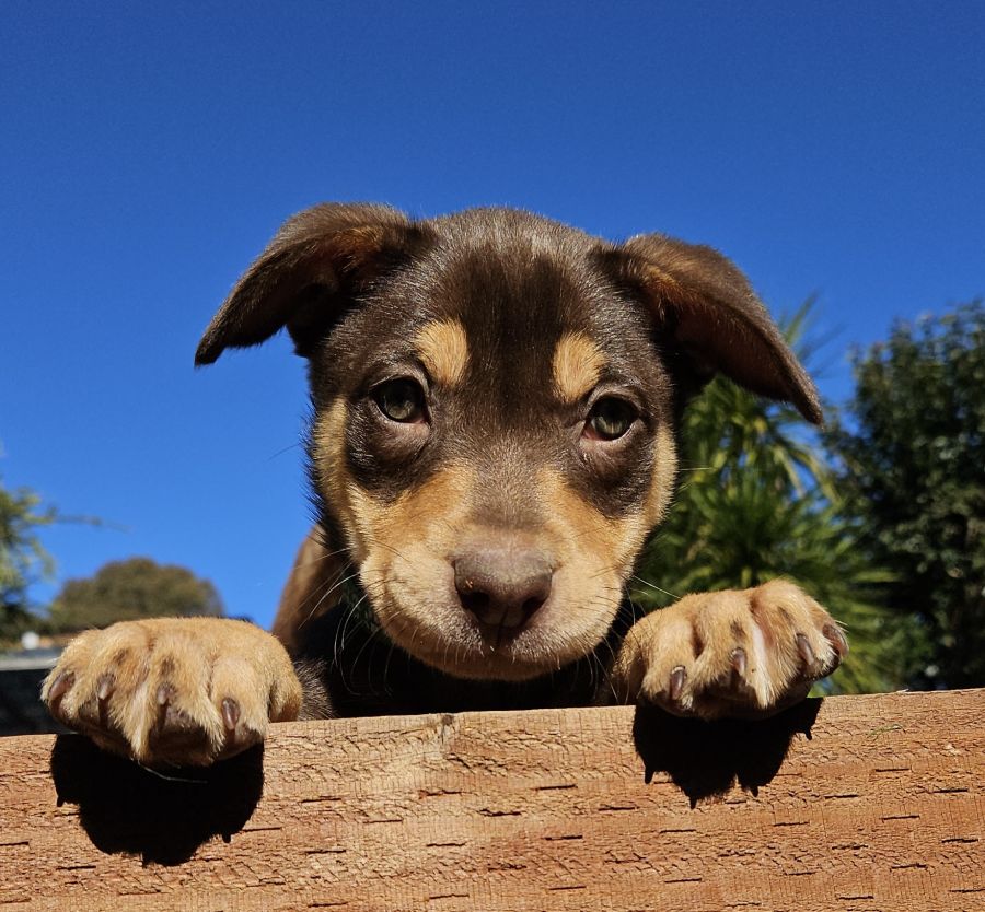 Tonga - Medium Male Kelpie Dog in ACT - PetRescue