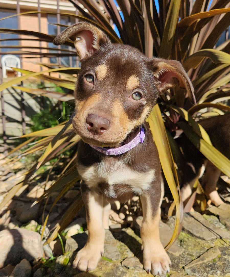Nauru - Medium Male Kelpie Dog in ACT - PetRescue