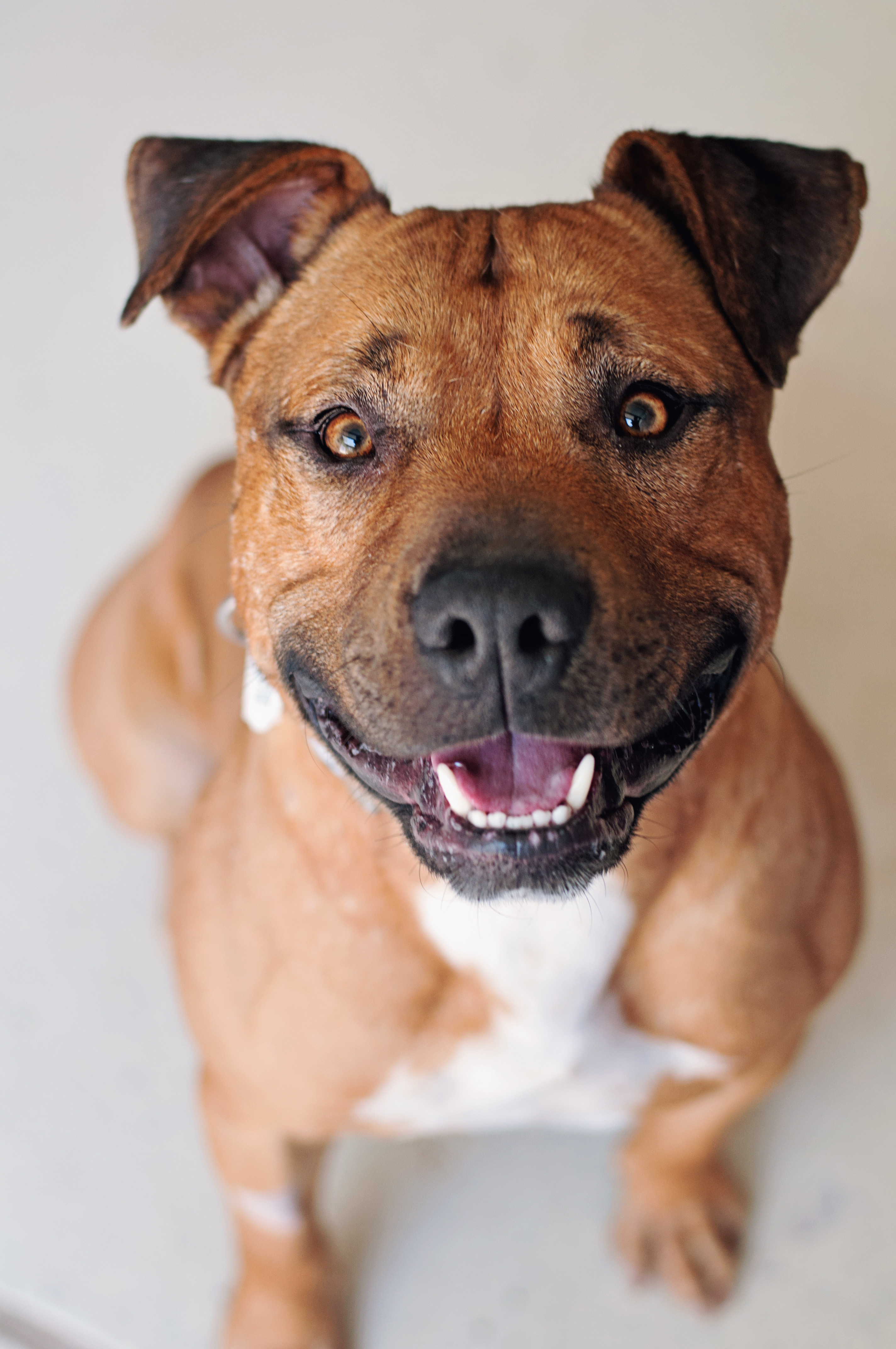 Thorn - Large Male Staffordshire Bull Terrier Dog in QLD - PetRescue