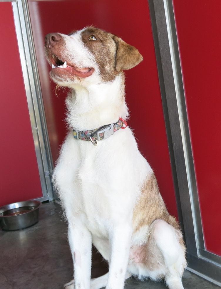 Samson( Video Clip Included) - Medium Male Whippet x Spoodle Mix Dog in ...