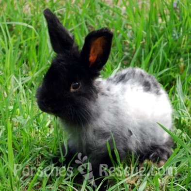 Rasta - Male Angora Rabbit in NSW - PetRescue