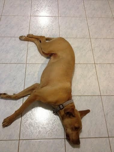 Giselle - Large Female Rhodesian Ridgeback Mix Dog in VIC - PetRescue