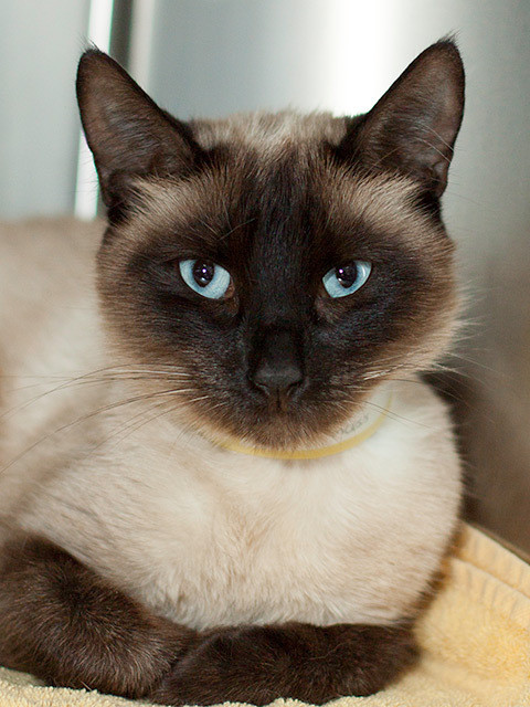 Princess - Female Siamese Cat in QLD - PetRescue