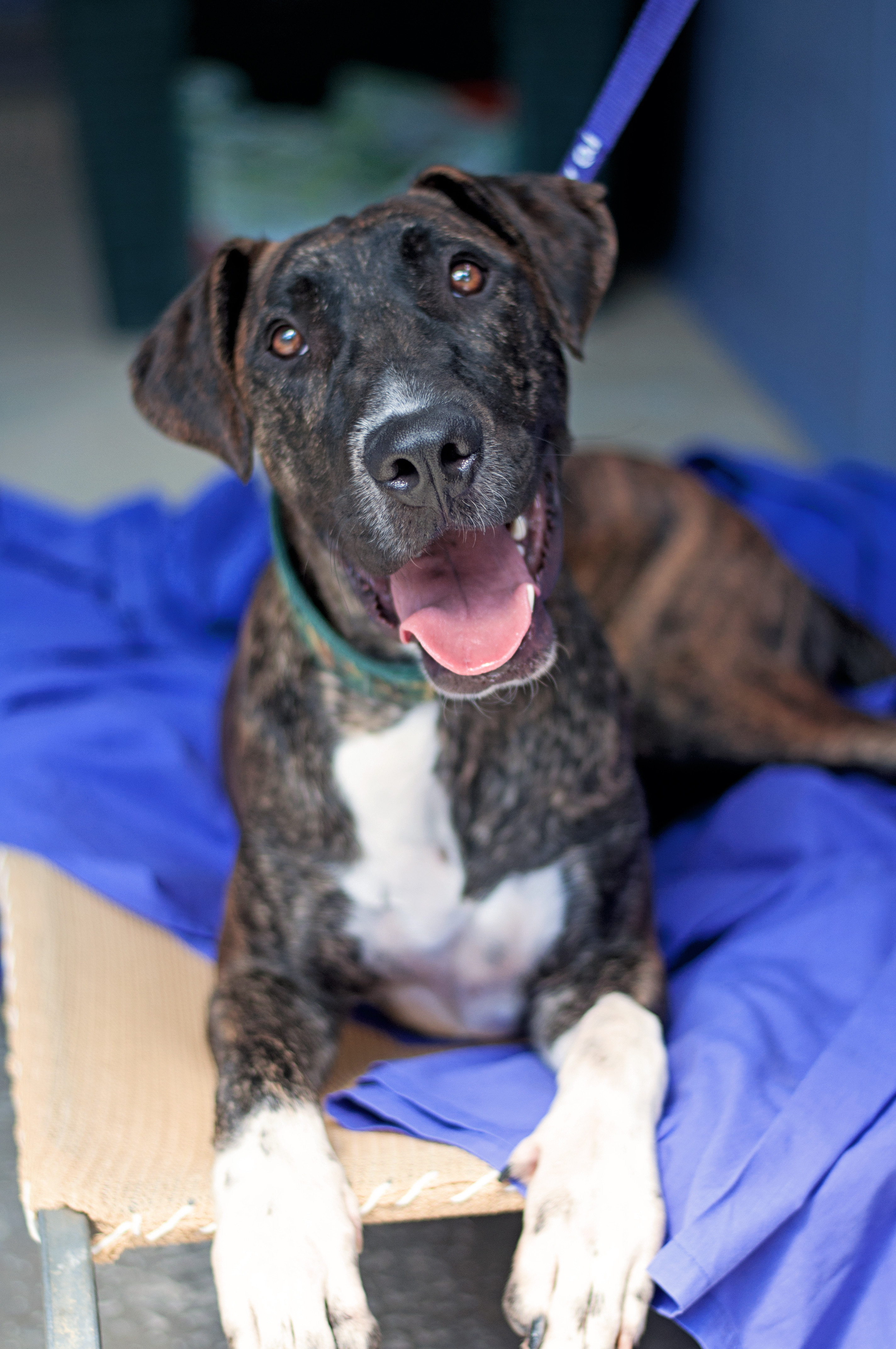 Dempsey - Large Male Bull Arab x Great Dane Mix Dog in QLD - PetRescue