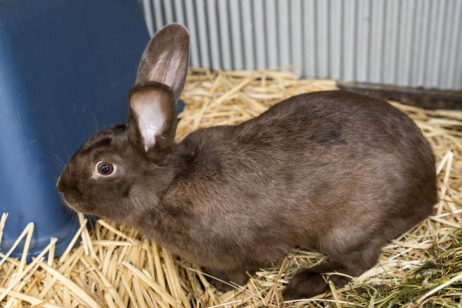 Choccy - Male Satin Mix Rabbit in NSW - PetRescue