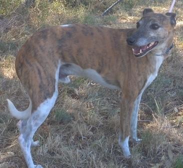 Tiger - Medium Male Whippet Mix Dog in VIC - PetRescue