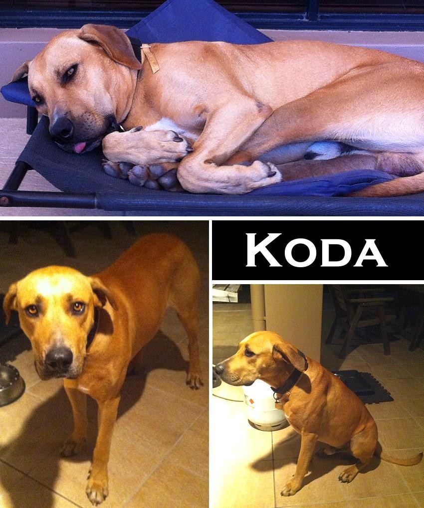 Koda - Large Male Great Dane x Rhodesian Ridgeback Mix Dog in QLD ...