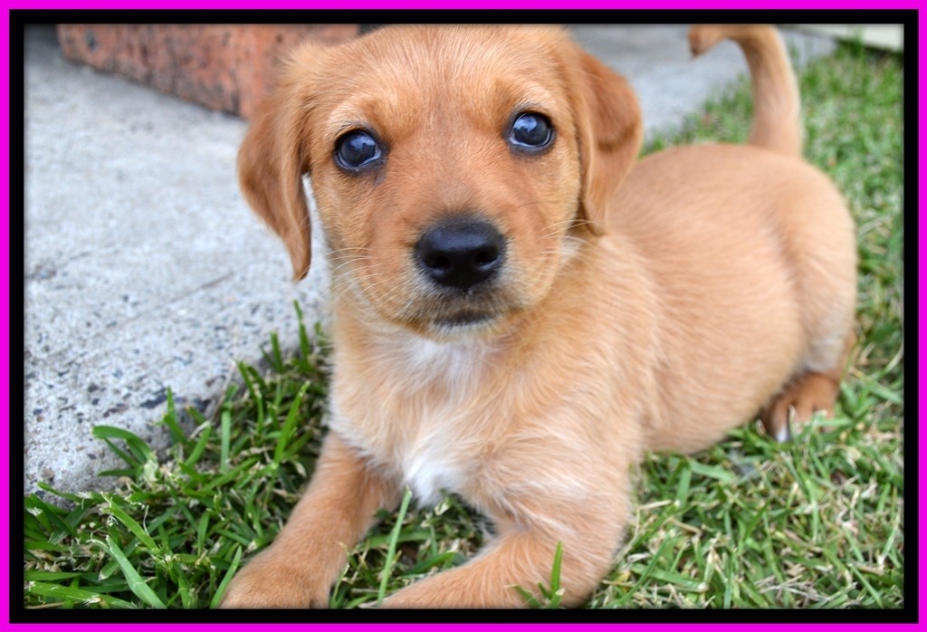 Winnie ~ Puppy (On Trial 16/1/14) - Small Female Cocker Spaniel ...