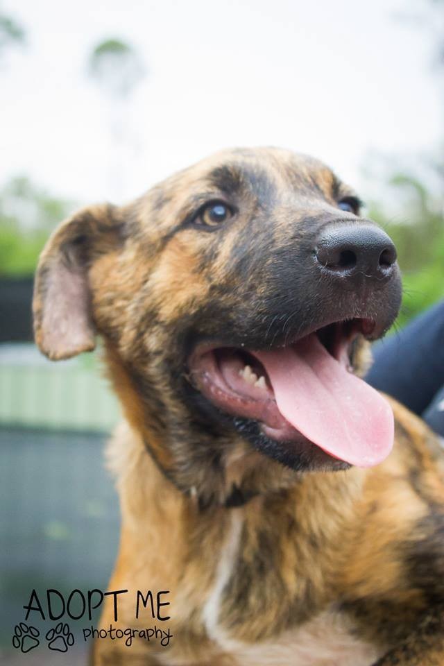 Kyros - Medium Male Australian Koolie Cross Mix Dog in NSW - PetRescue