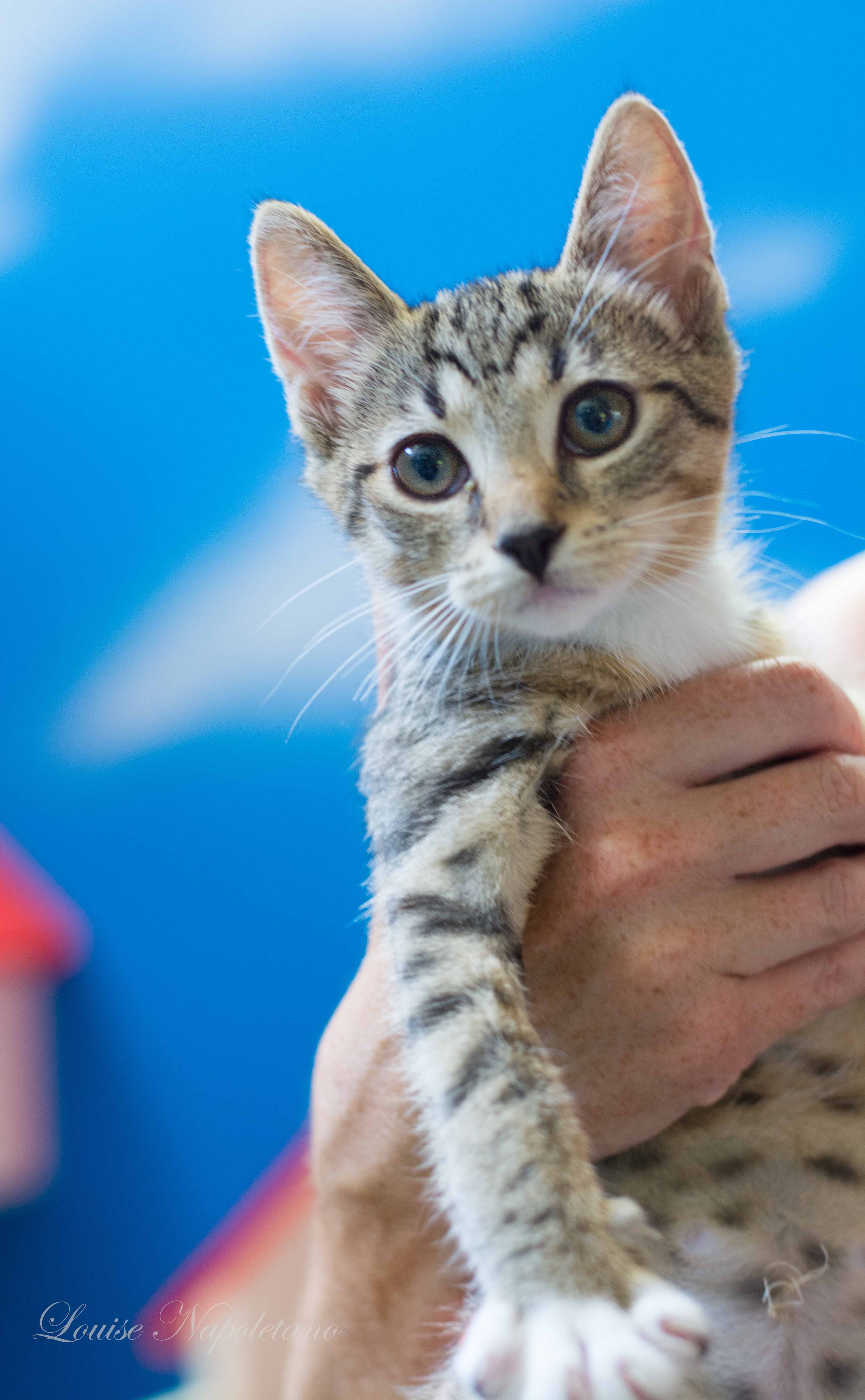 Indra - Female Domestic Short Hair Mix Cat in NSW - PetRescue