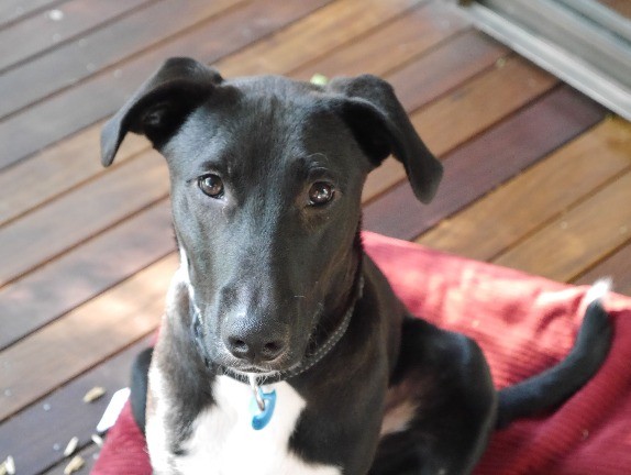 Bear - Large Male Border Collie x Great Dane Mix Dog in QLD - PetRescue