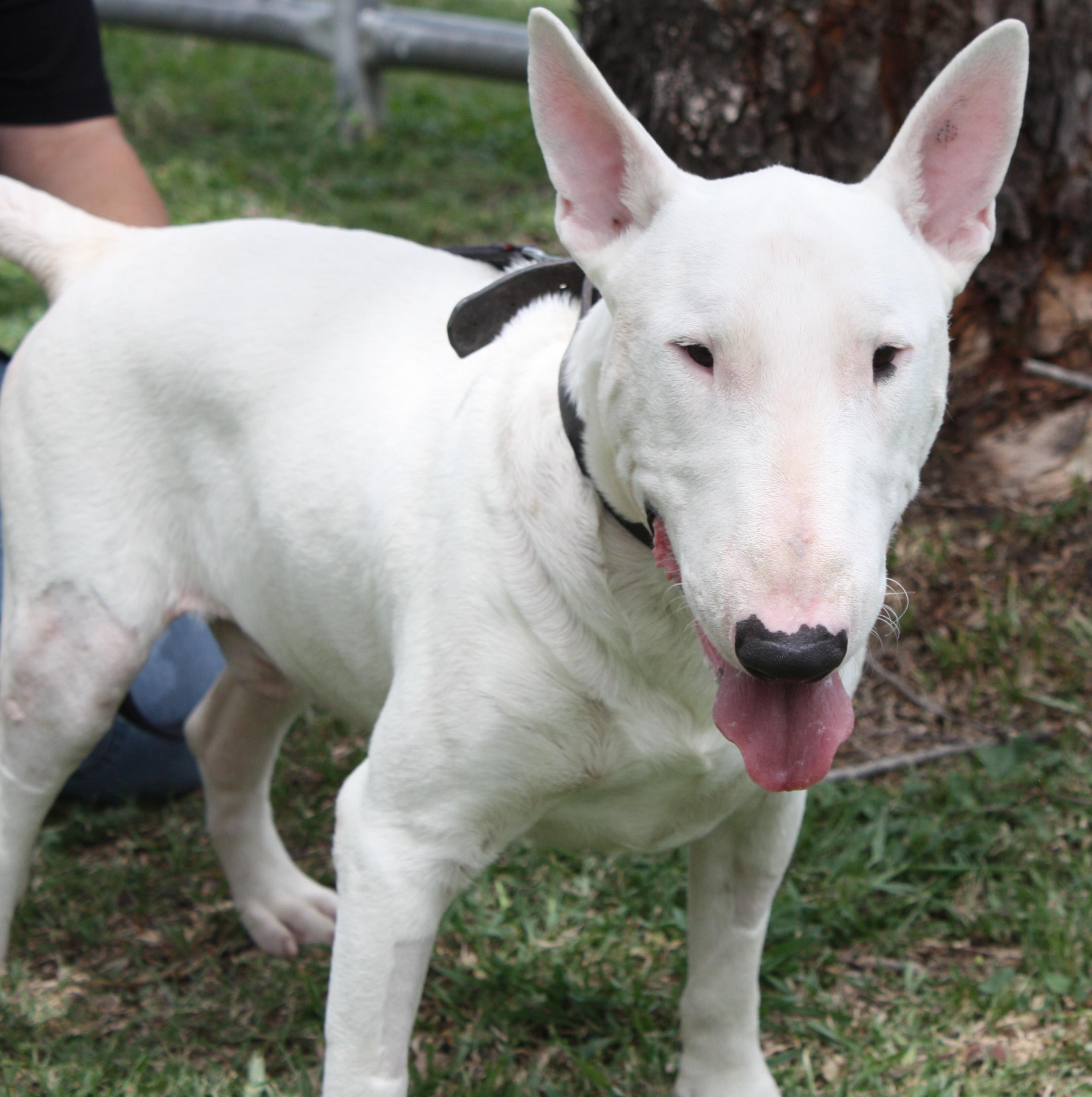 Caesar - Medium Male Bull Terrier Dog in QLD - PetRescue