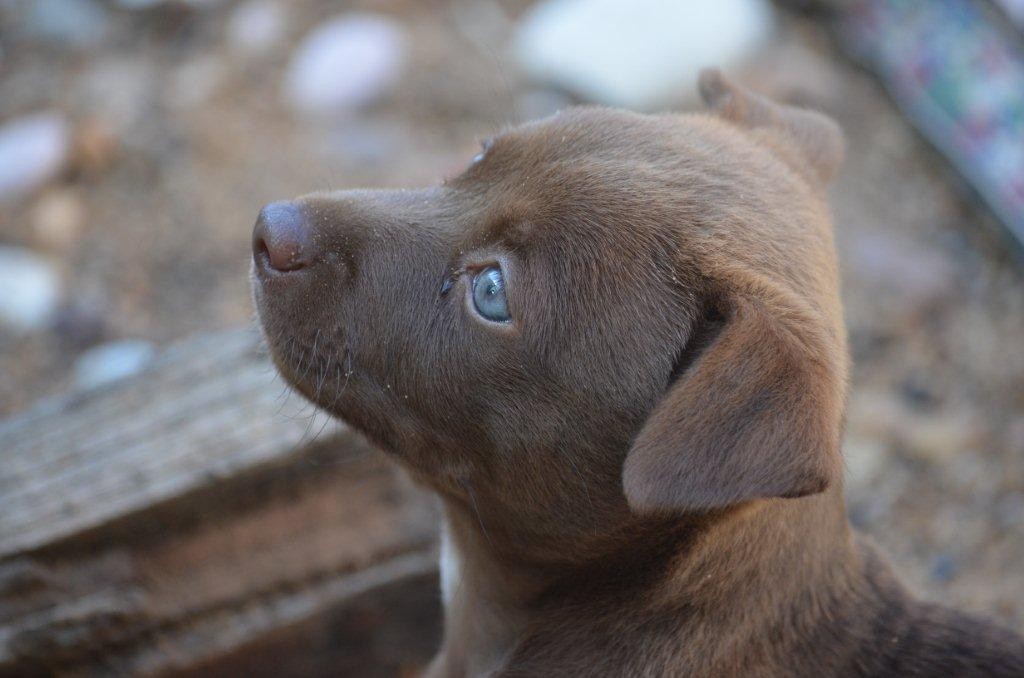 Sentha *Adoption Pending* - Small Female Mixed Small Dog in WA - PetRescue