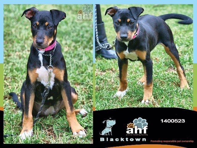 Duchess ** A Stunning Natured Little Girl** - Medium Female Kelpie x ...