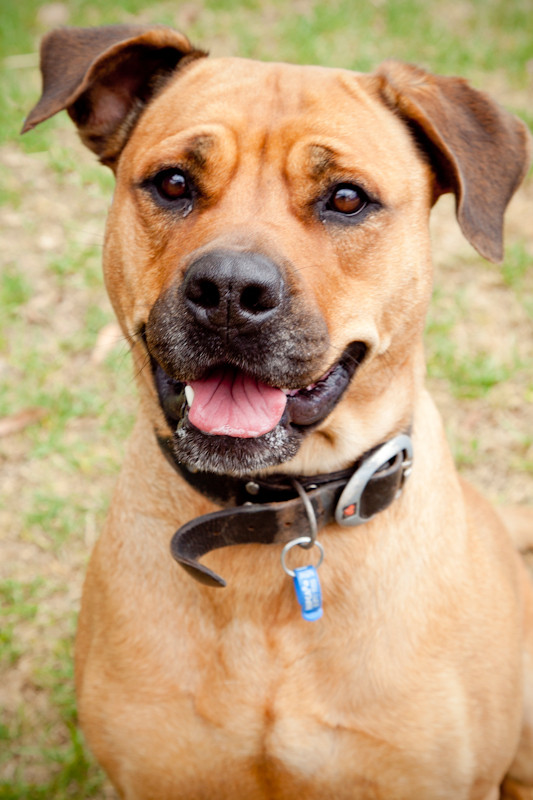Aussie - Large Female Bullmastiff x Rottweiler Mix Dog in NSW - PetRescue