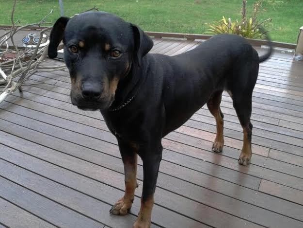 Magnificent Boss - Male Rotti x Doberman - Large Male Doberman x ...