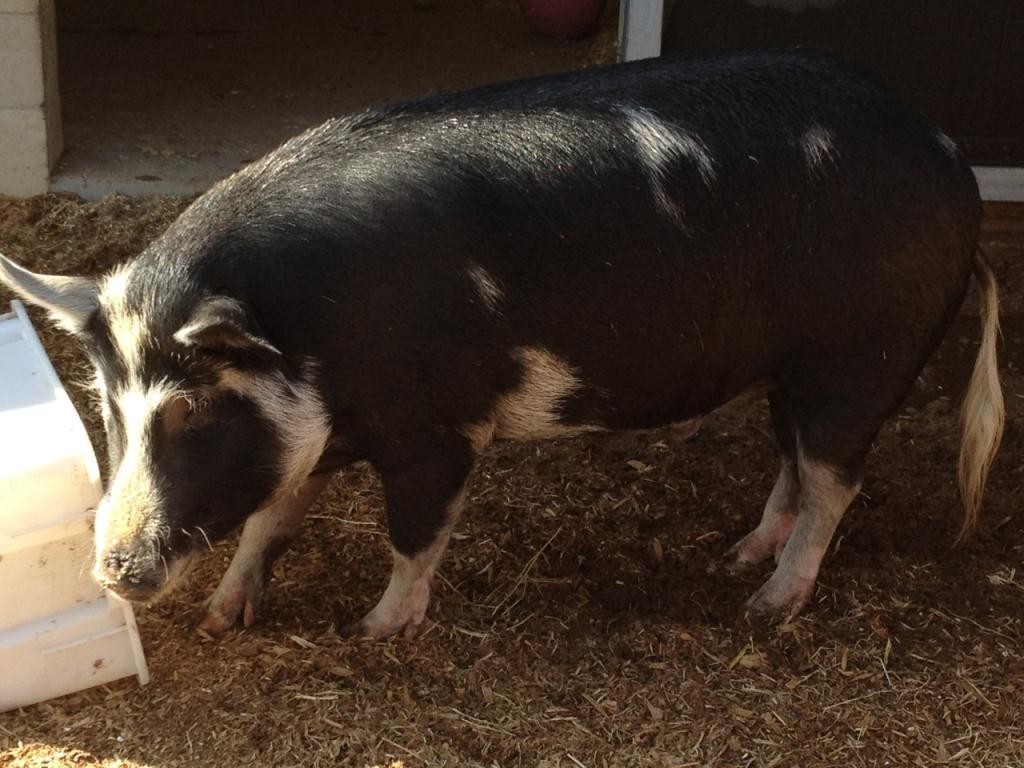 Elroy - Male Berkshire Mix Pig in NSW - PetRescue