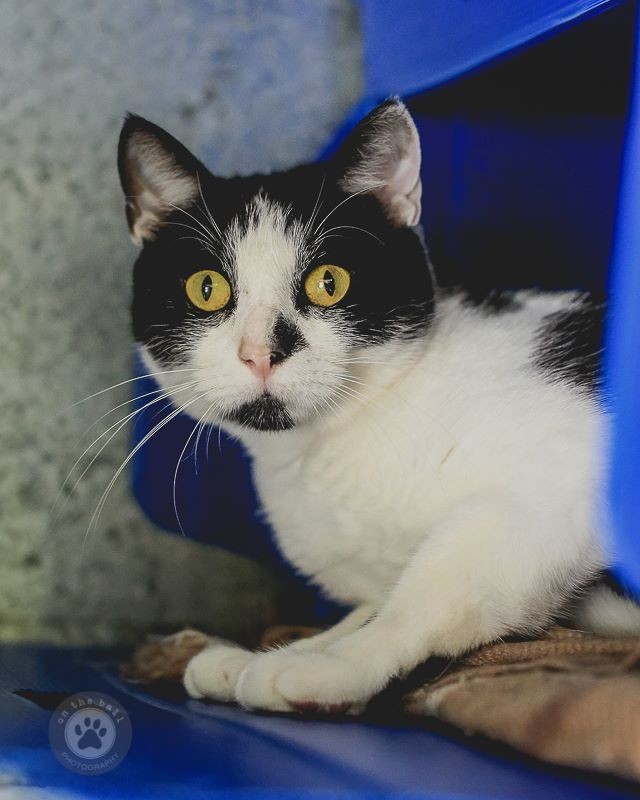 Cooma - Male Domestic Short Hair Mix Cat in NSW - PetRescue