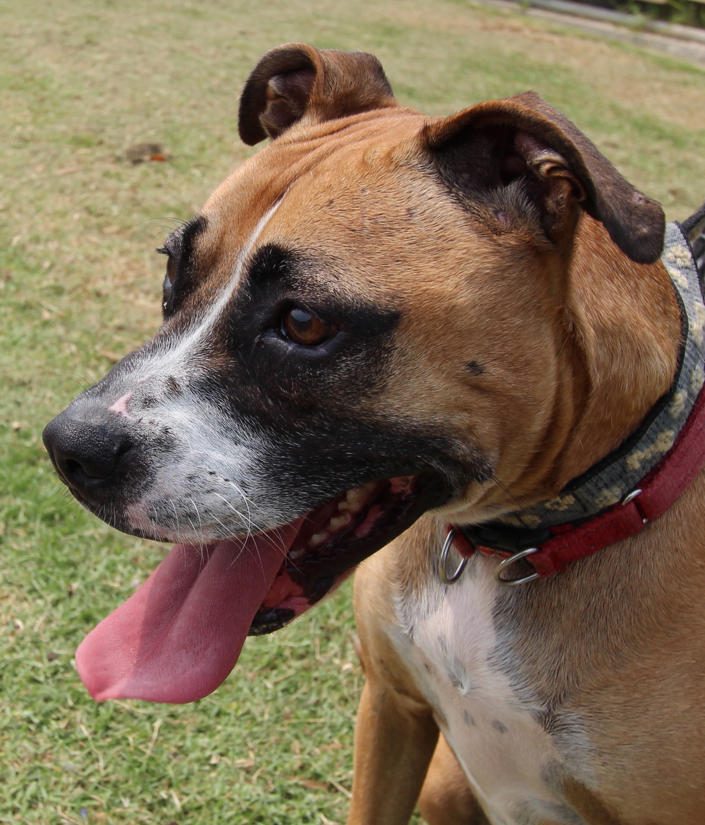 Harriet - ID 10917 - Medium Female Boxer x Staffy Mix Dog in VIC ...